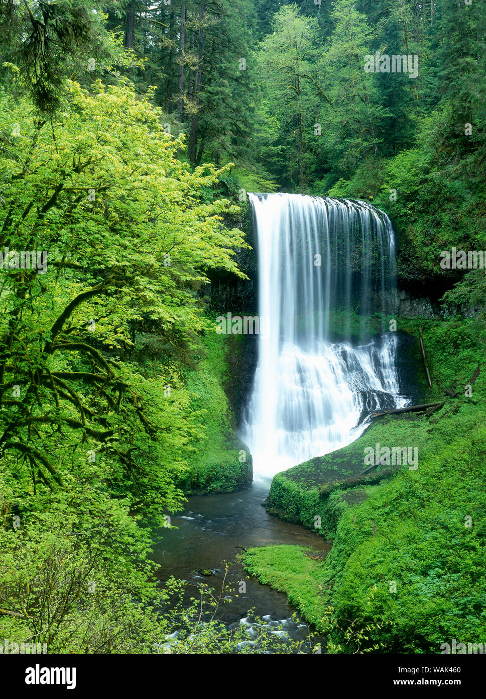North-Middle Falls, Silver Falls State Park, Oregon Stock Photo - Alamy