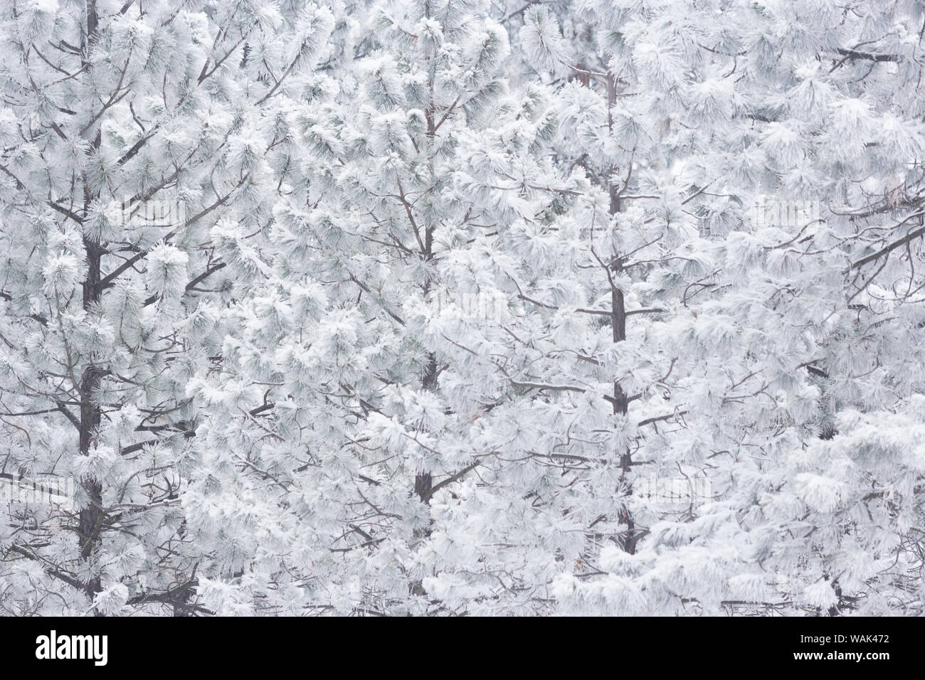 Wind-blown frosted snow on trees, Mt. Hood National Forest, Oregon ...
