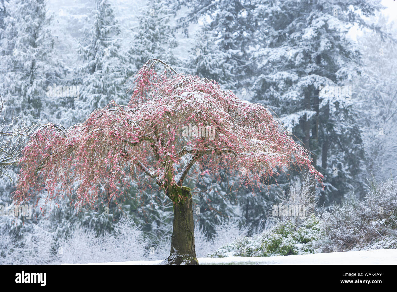 Portland spring hi-res stock photography and images - Alamy