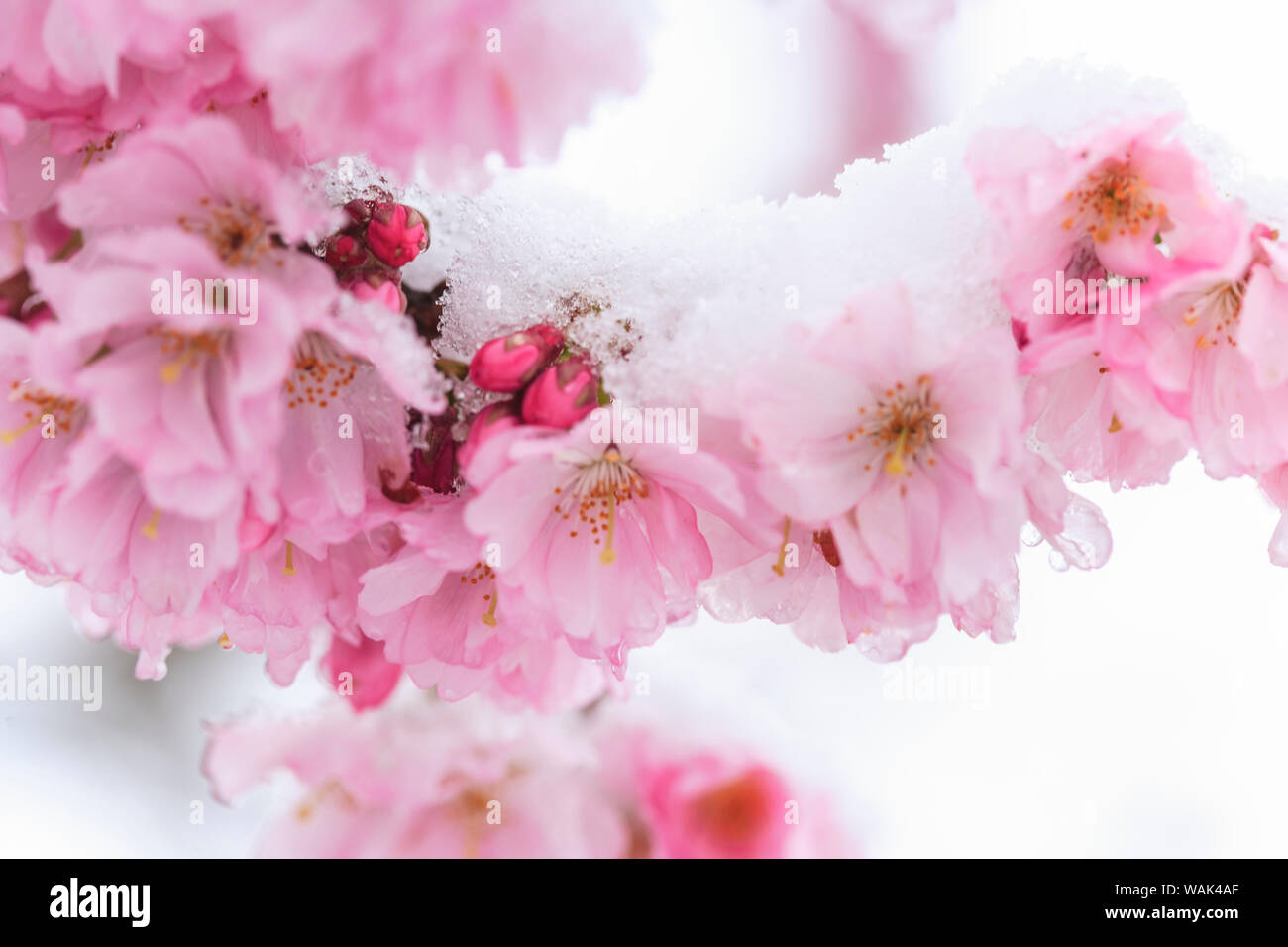 Snow on cherry blossoms, spring snowstorm, Portland, Oregon Stock Photo ...