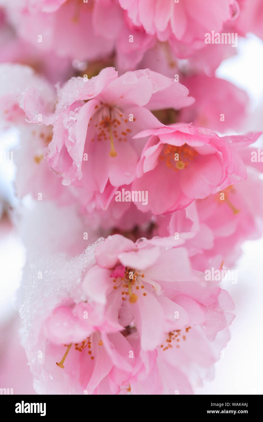 Snow on cherry blossoms, spring snowstorm, Portland, Oregon Stock Photo ...