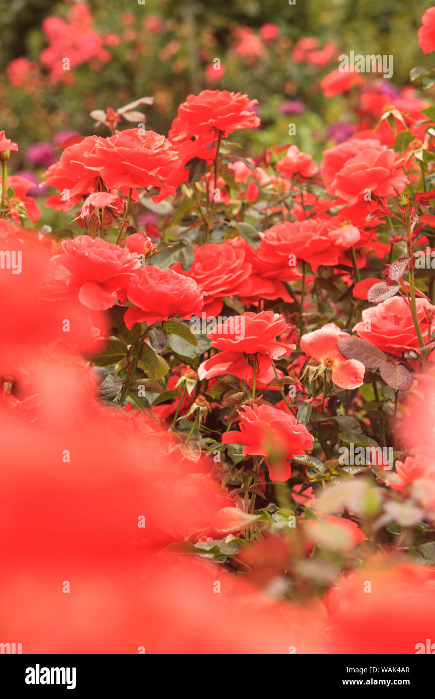 Portland rose garden hi-res stock photography and images - Alamy