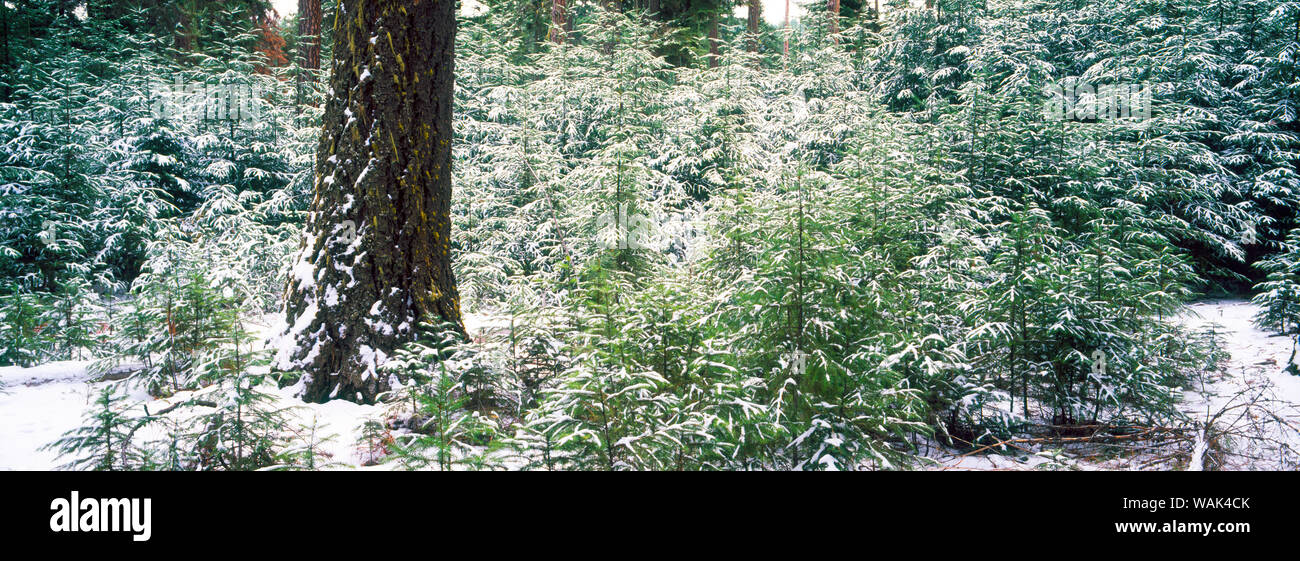 Young and old evergreen trees dusted by snow Stock Photo - Alamy