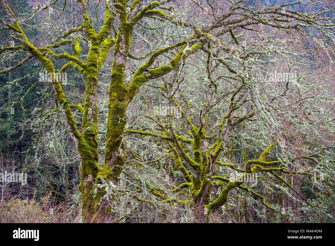 USA, Oregon, Columbia River Gorge National Scenic Area. Moss covered ...