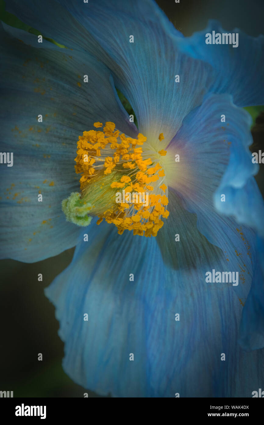 USA, Pennsylvania, Philadelphia. African blue poppy close-up. Credit as ...