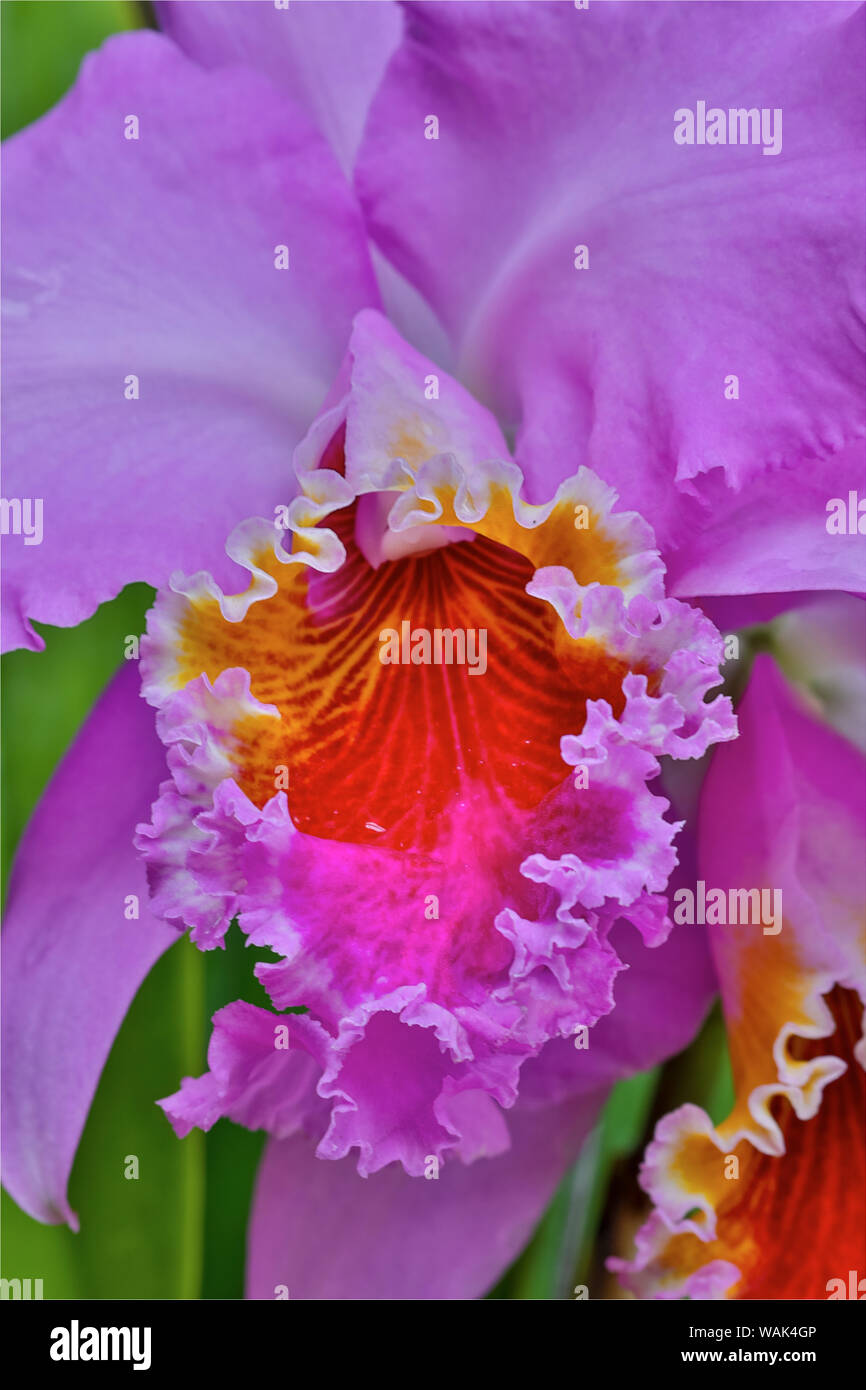 Orchids in Longwood Gardens Conservatory, Pennsylvania Stock Photo - Alamy