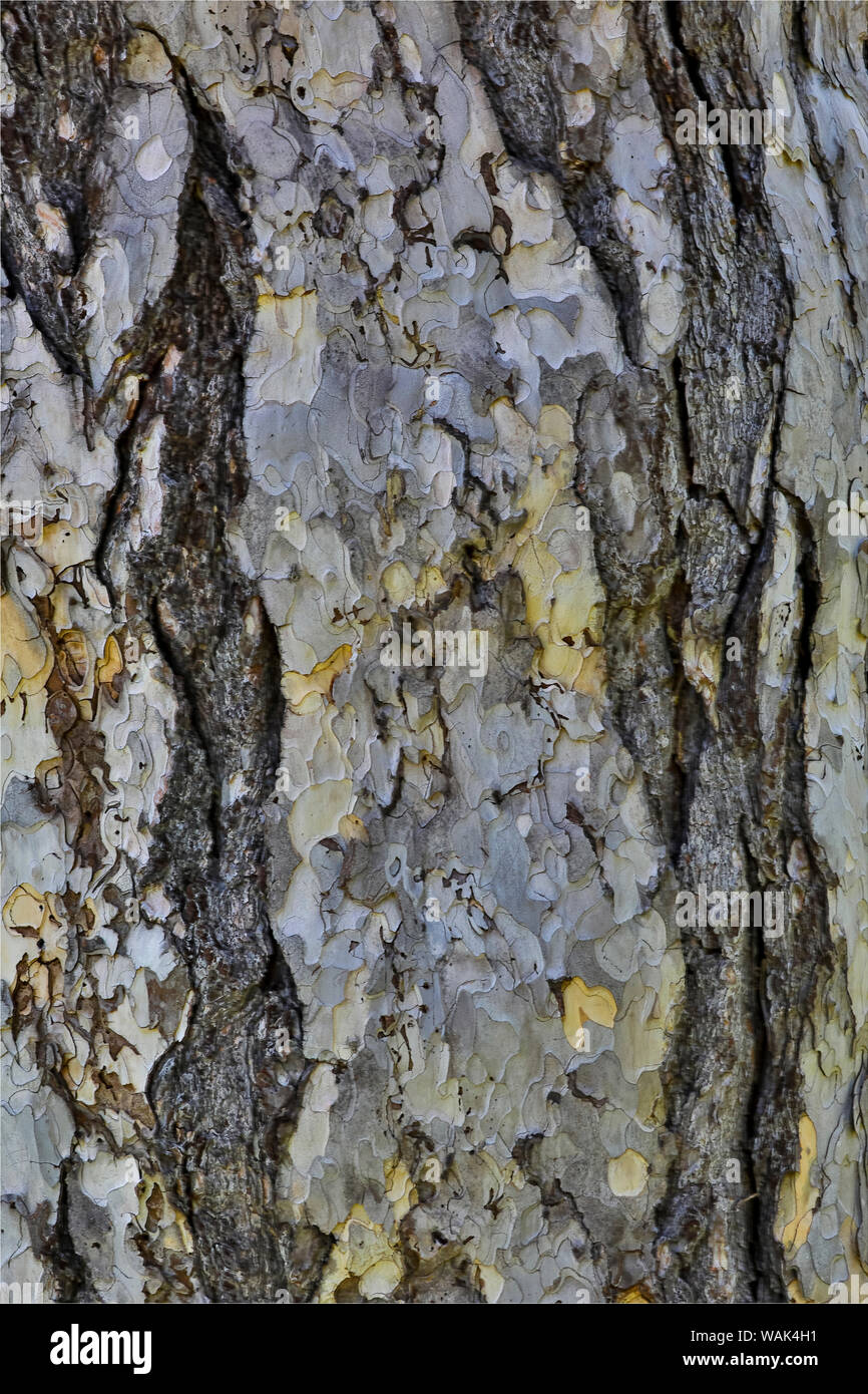 Pennsylvania pine tree hi-res stock photography and images - Alamy