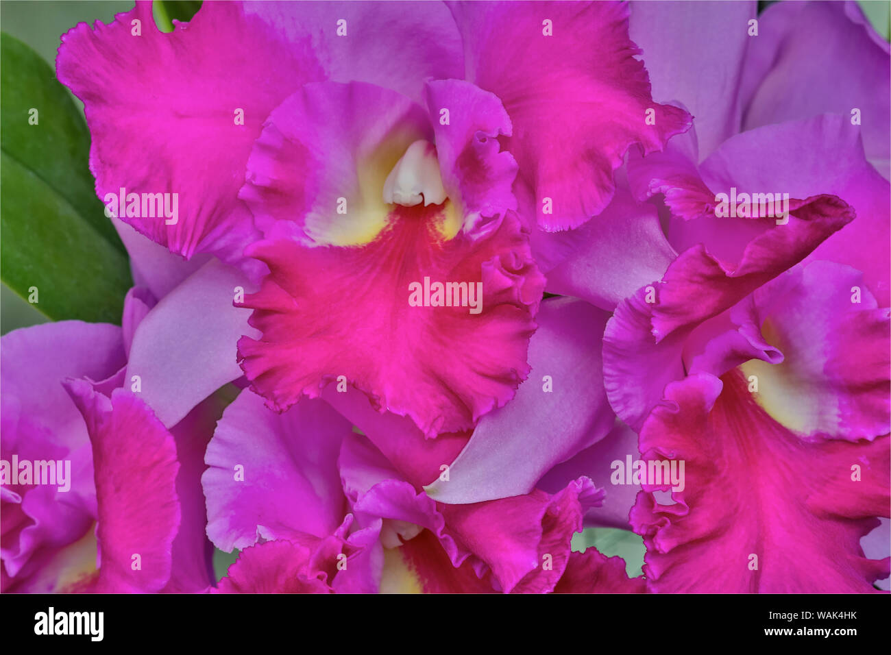 Orchids in Longwood Gardens Conservatory, Pennsylvania Stock Photo - Alamy