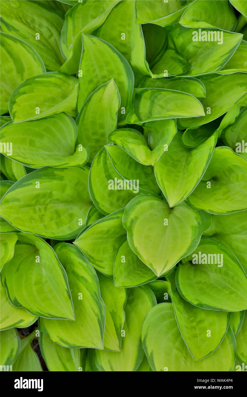 Lime green hosta, Chanticleer Garden, Wayne, Pennsylvania Stock Photo ...