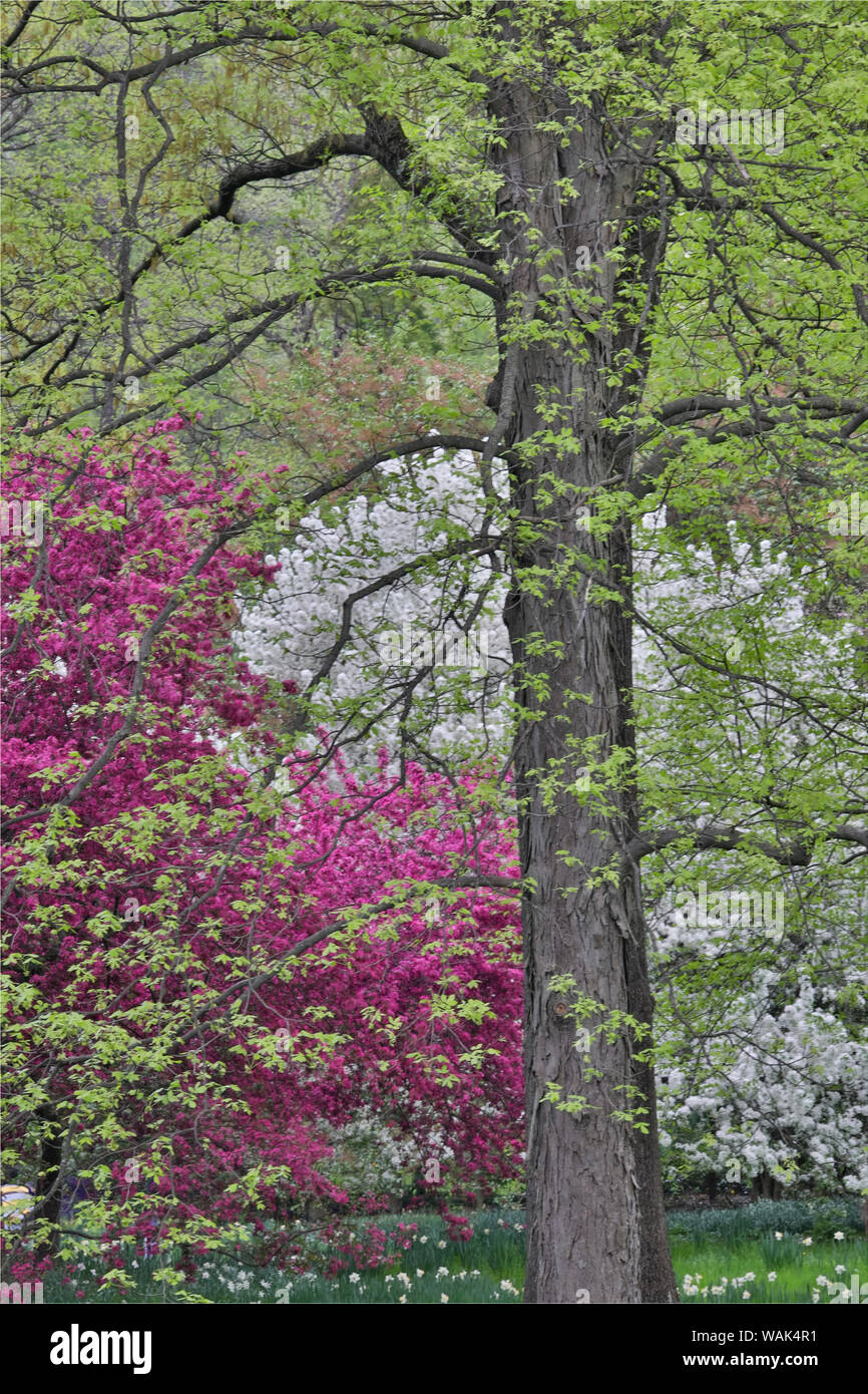 Flowering crabapple trees hi-res stock photography and images - Alamy