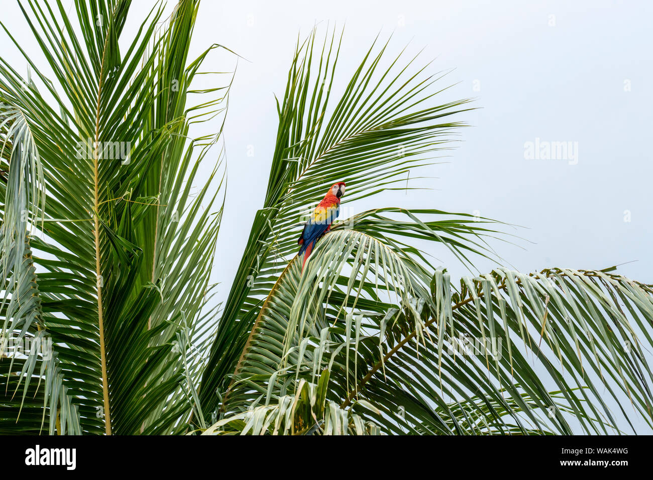 Macaw in palm tree hi-res stock photography and images - Alamy