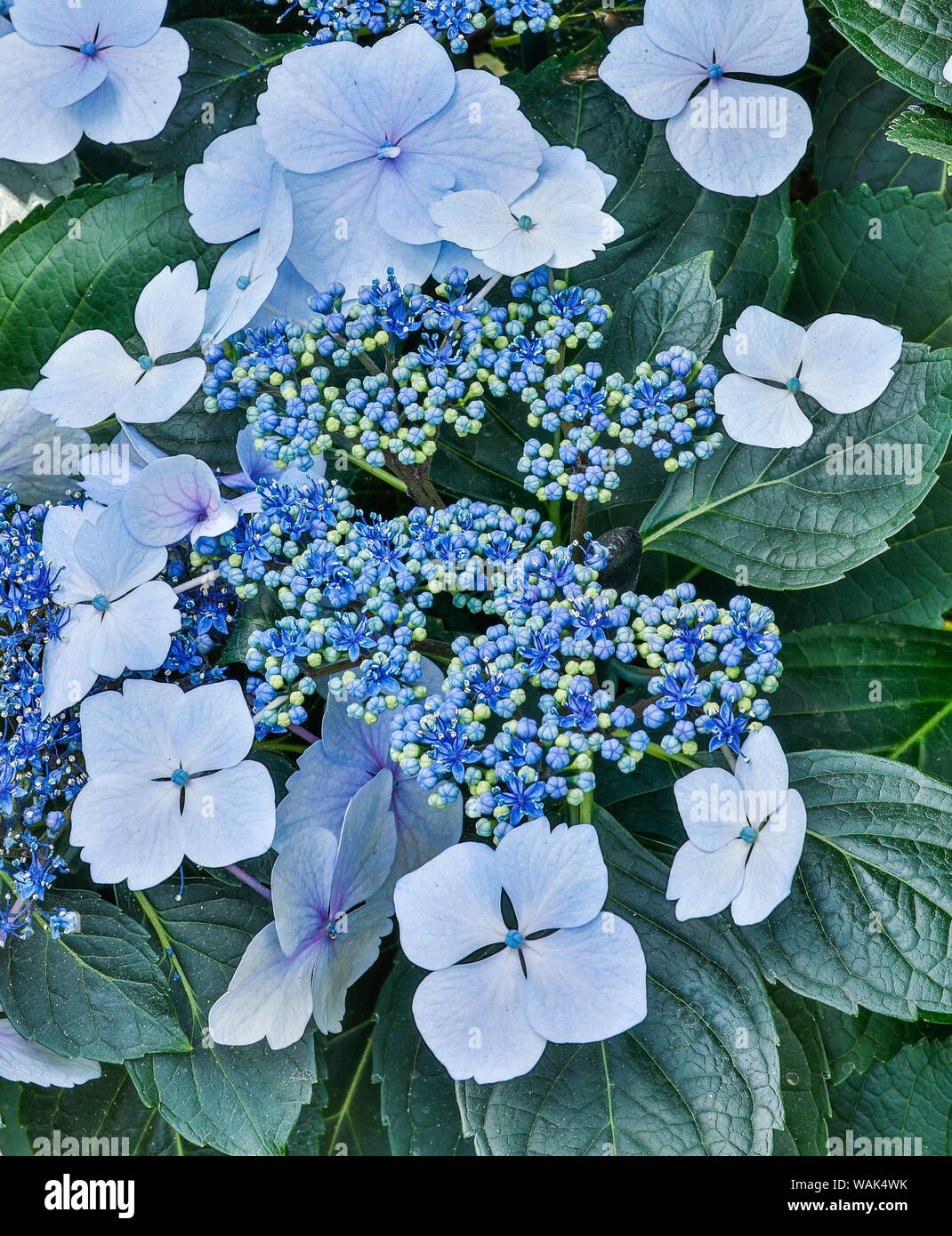 USA, Pennsylvania, Kennett Square. Hydrangea Stock Photo - Alamy