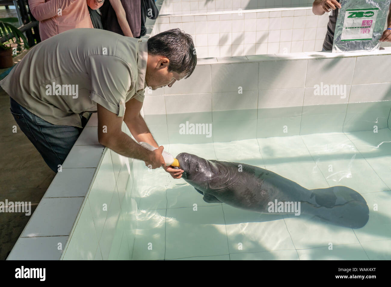 Young manatee hi-res stock photography and images - Alamy