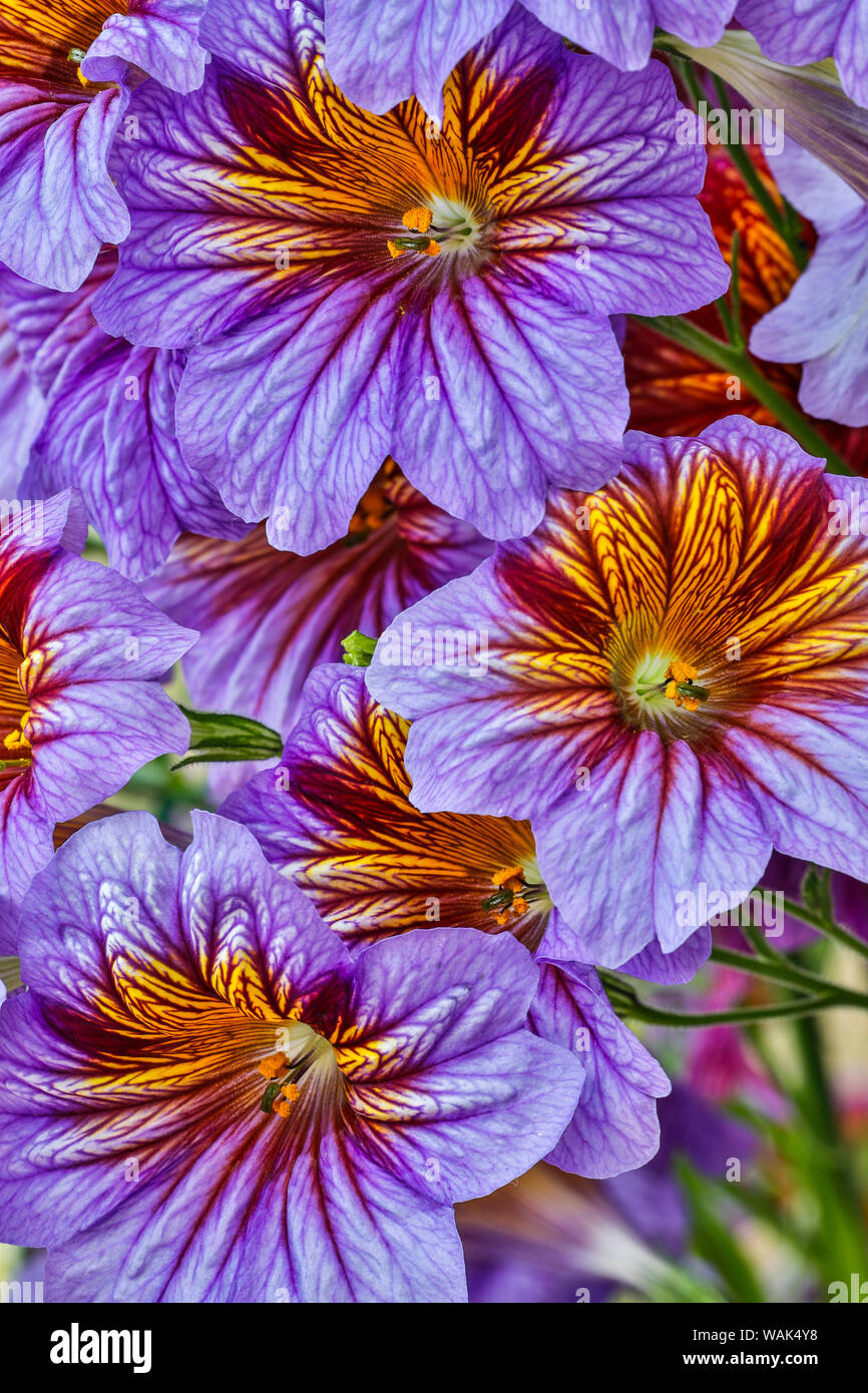Petal tongue hi-res stock photography and images - Alamy