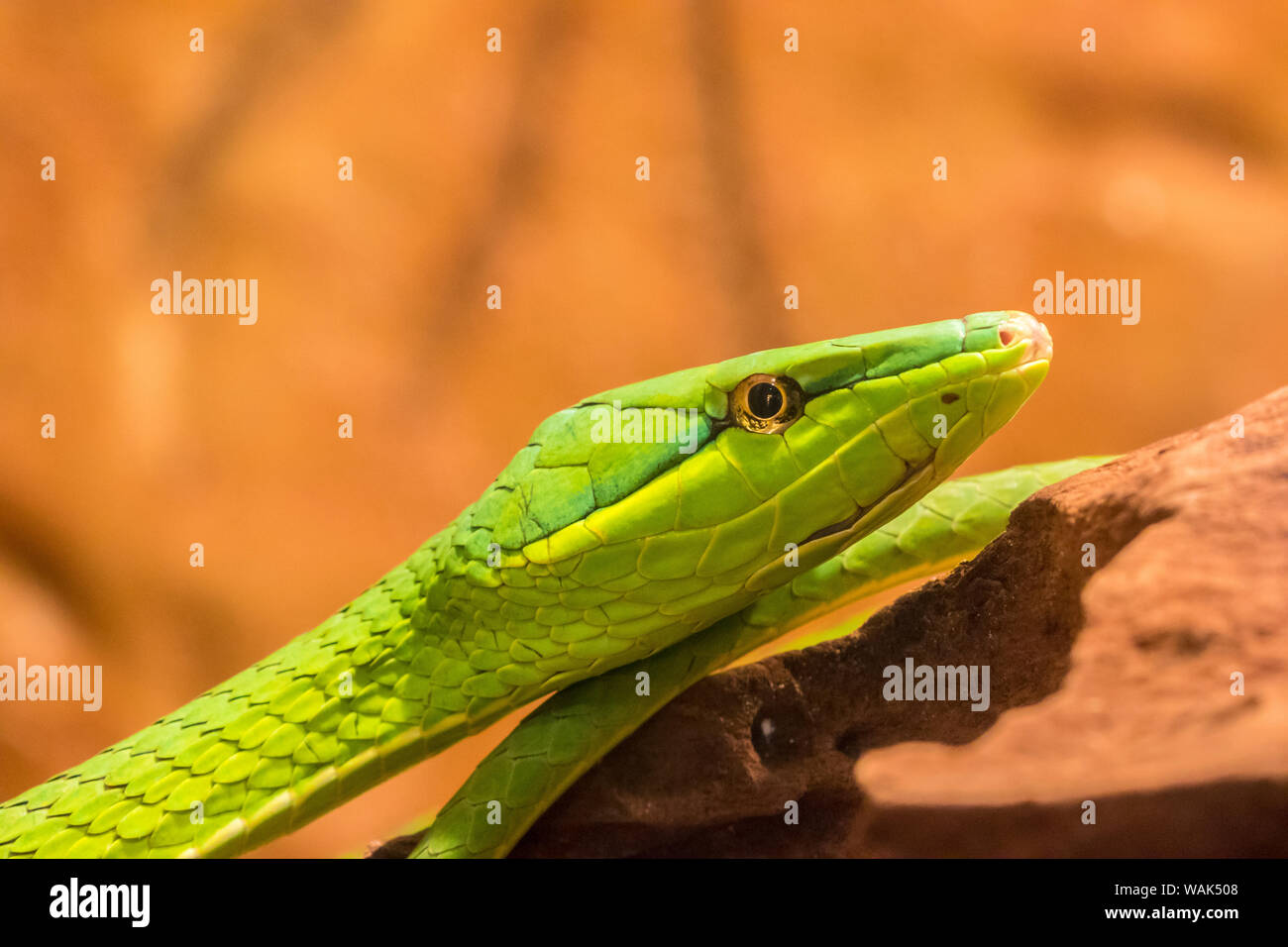 Green Vine Snake