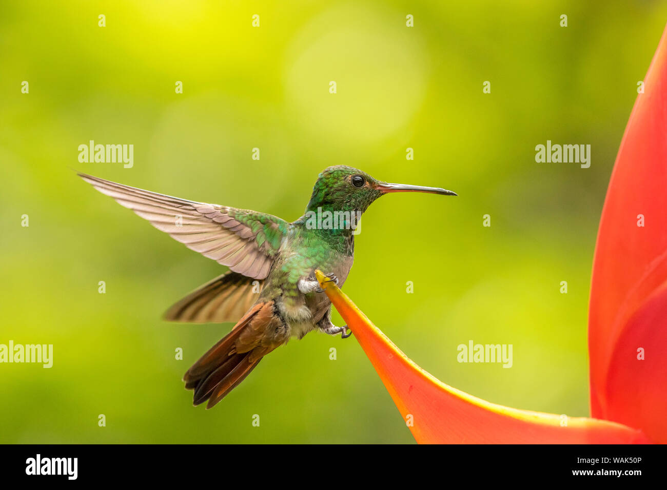 Heliconia hummingbird hi-res stock photography and images - Alamy