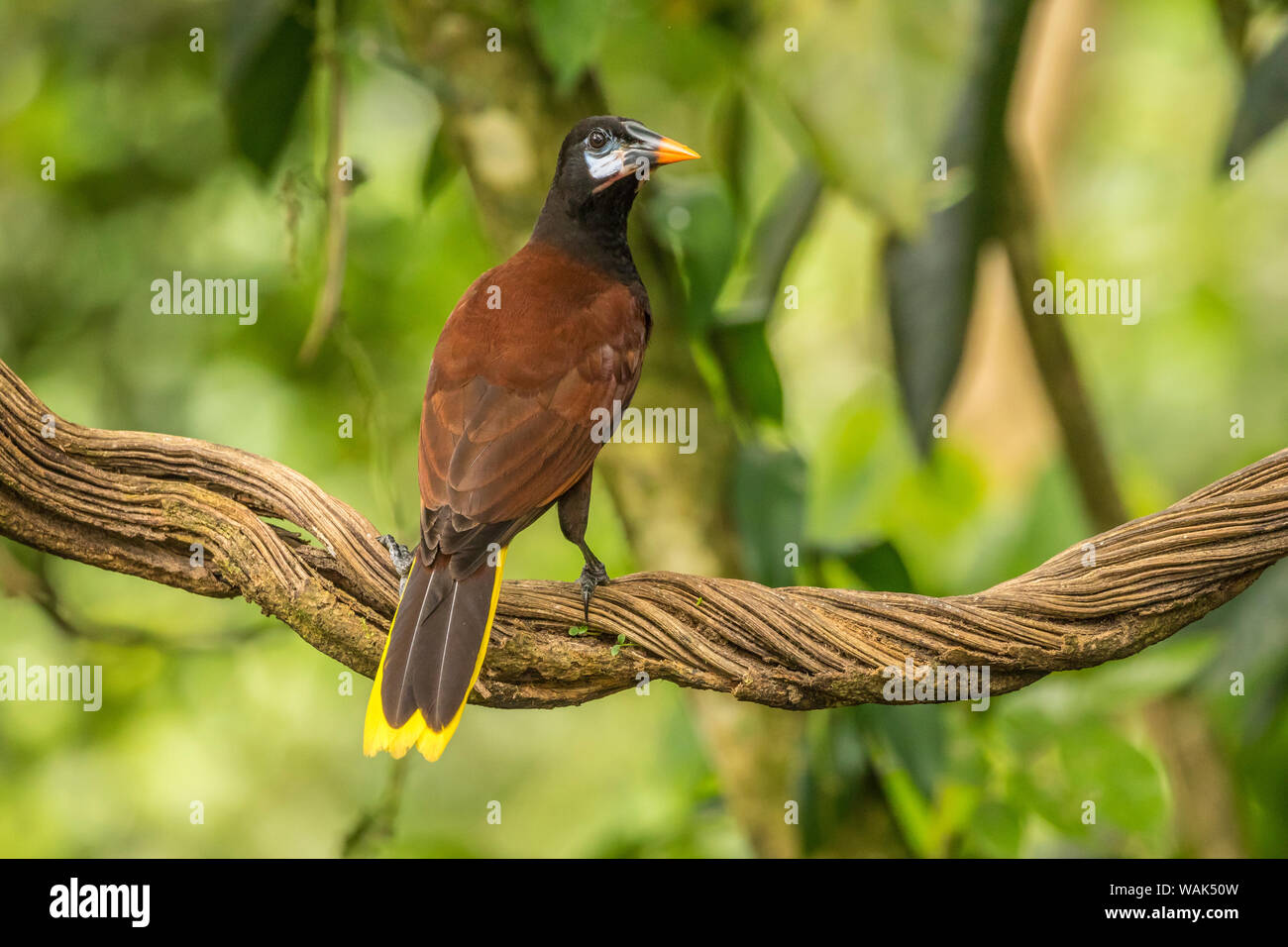 Montezuma oropendola hi-res stock photography and images - Alamy