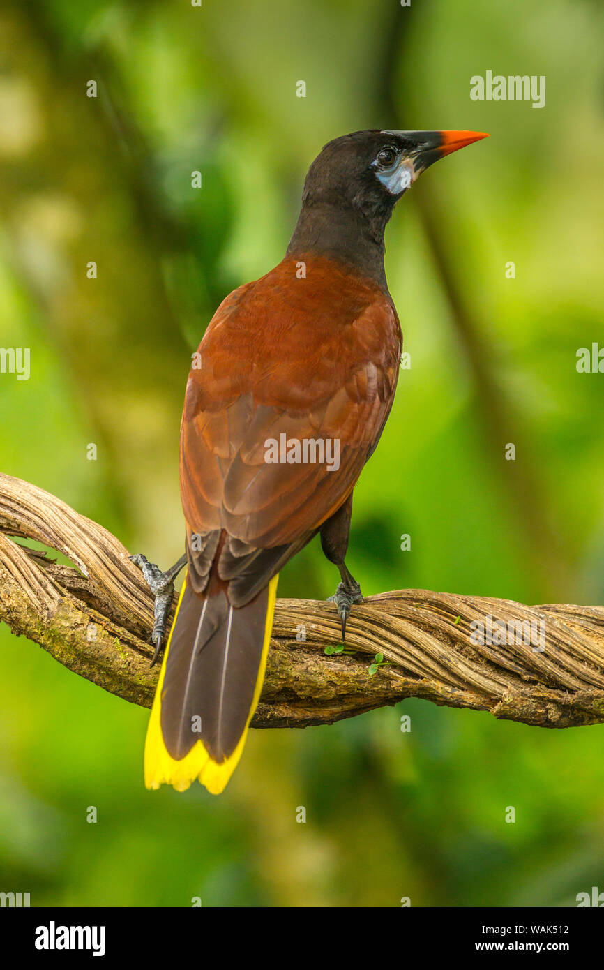 Montezuma oropendola hi-res stock photography and images - Alamy