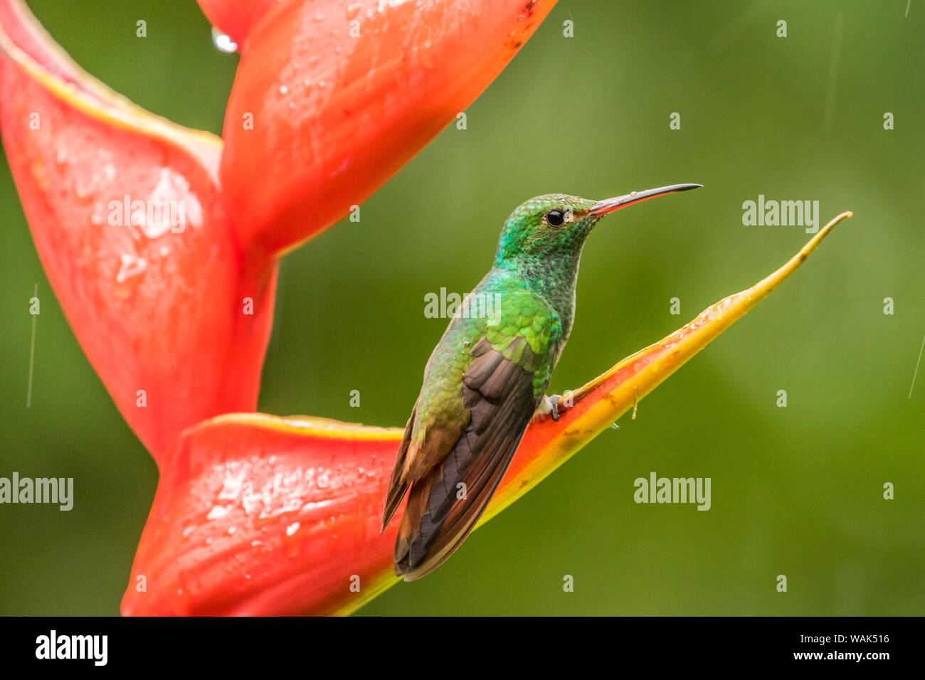 Heliconia hummingbird hi-res stock photography and images - Alamy