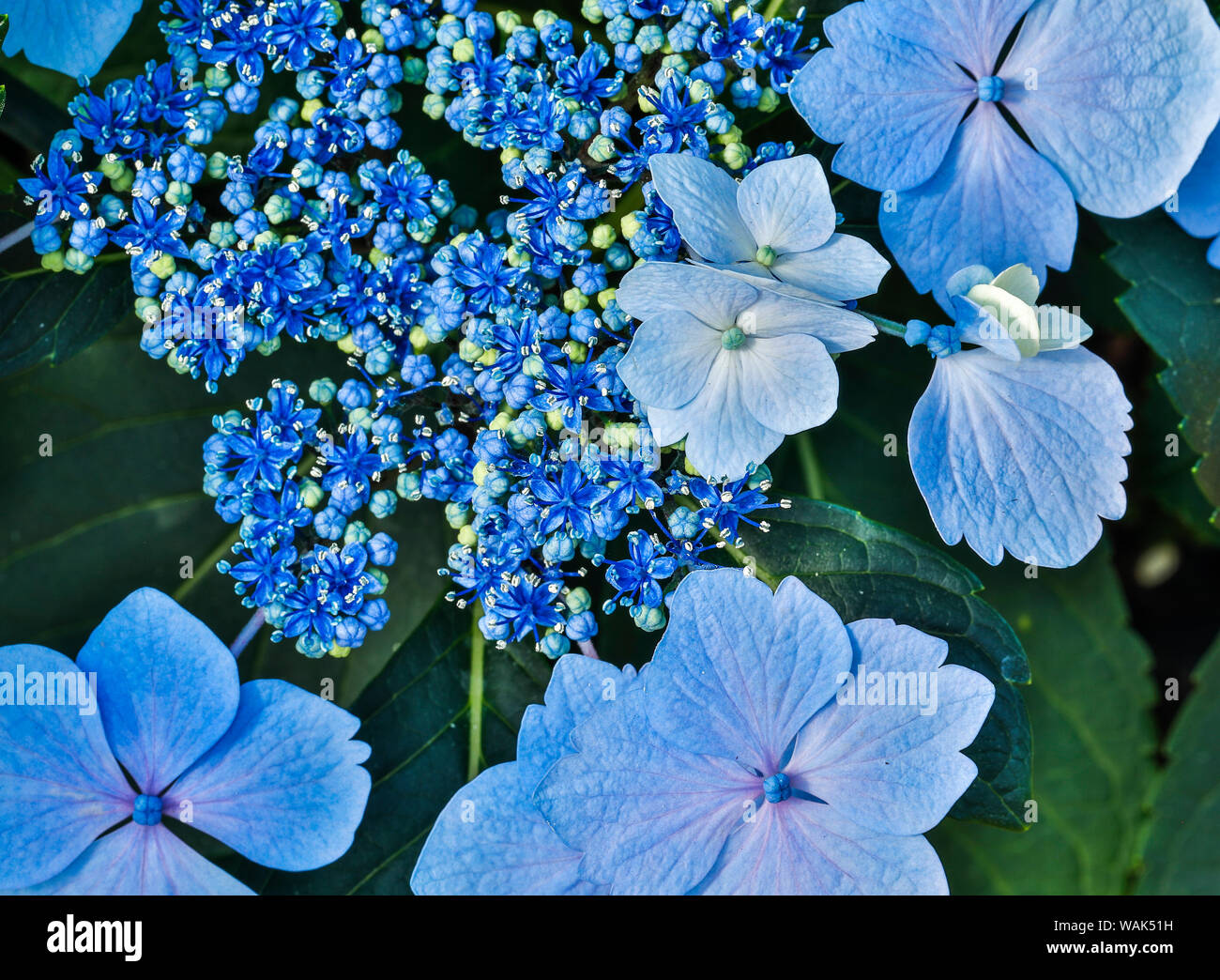 USA, Pennsylvania, Kennett Square. Hydrangea Stock Photo - Alamy