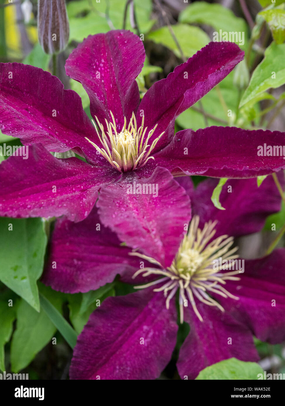 Climbing fuchsia hi-res stock photography and images - Alamy