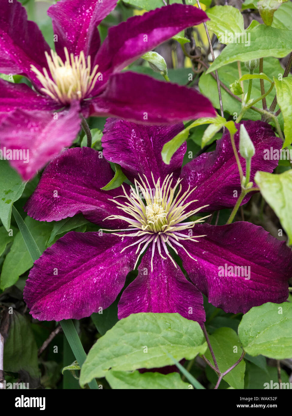 Climbing fuchsia hi-res stock photography and images - Alamy