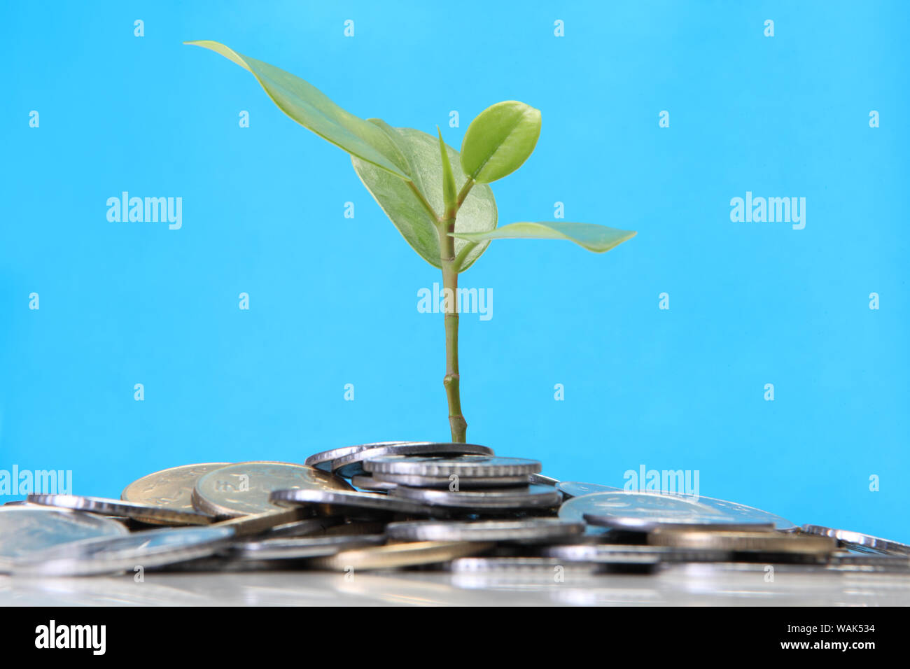 Group of saplings hi-res stock photography and images - Alamy