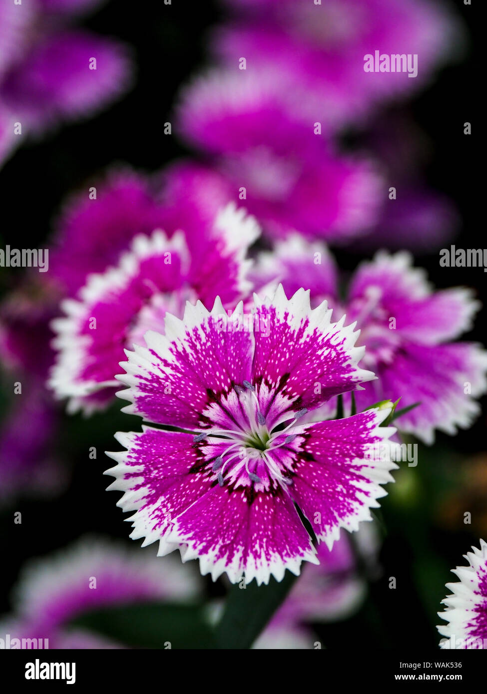 Dianthus garden hi-res stock photography and images - Alamy