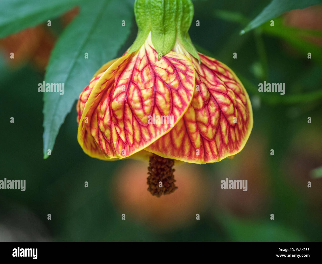 Abutilon red tiger hi-res stock photography and images - Alamy