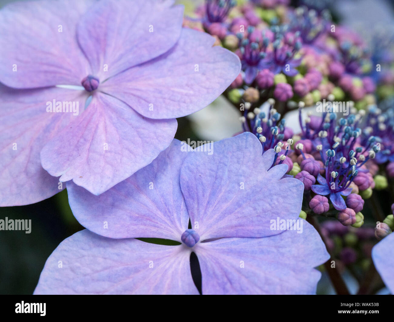 Lacecap hydrangea macrophylla normalis hi-res stock photography and ...