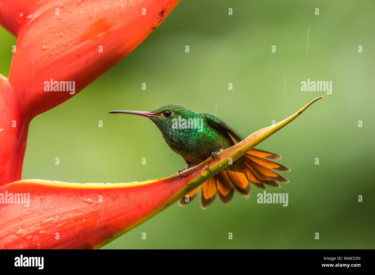 Heliconia hummingbird hi-res stock photography and images - Alamy