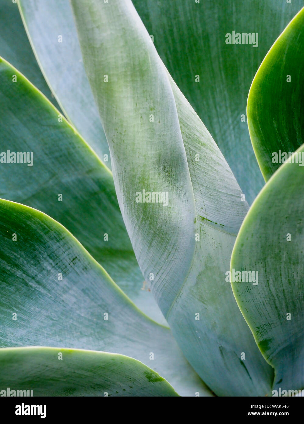 Tropical agave plant hi-res stock photography and images - Alamy