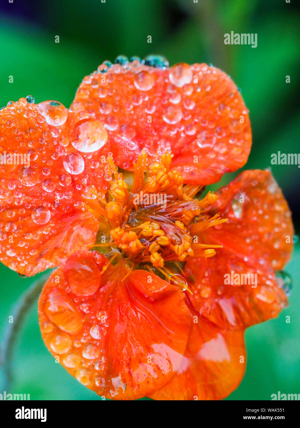 Dew on orange hi-res stock photography and images - Alamy