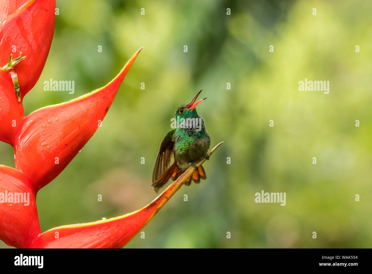 Heliconia hummingbird hi-res stock photography and images - Alamy