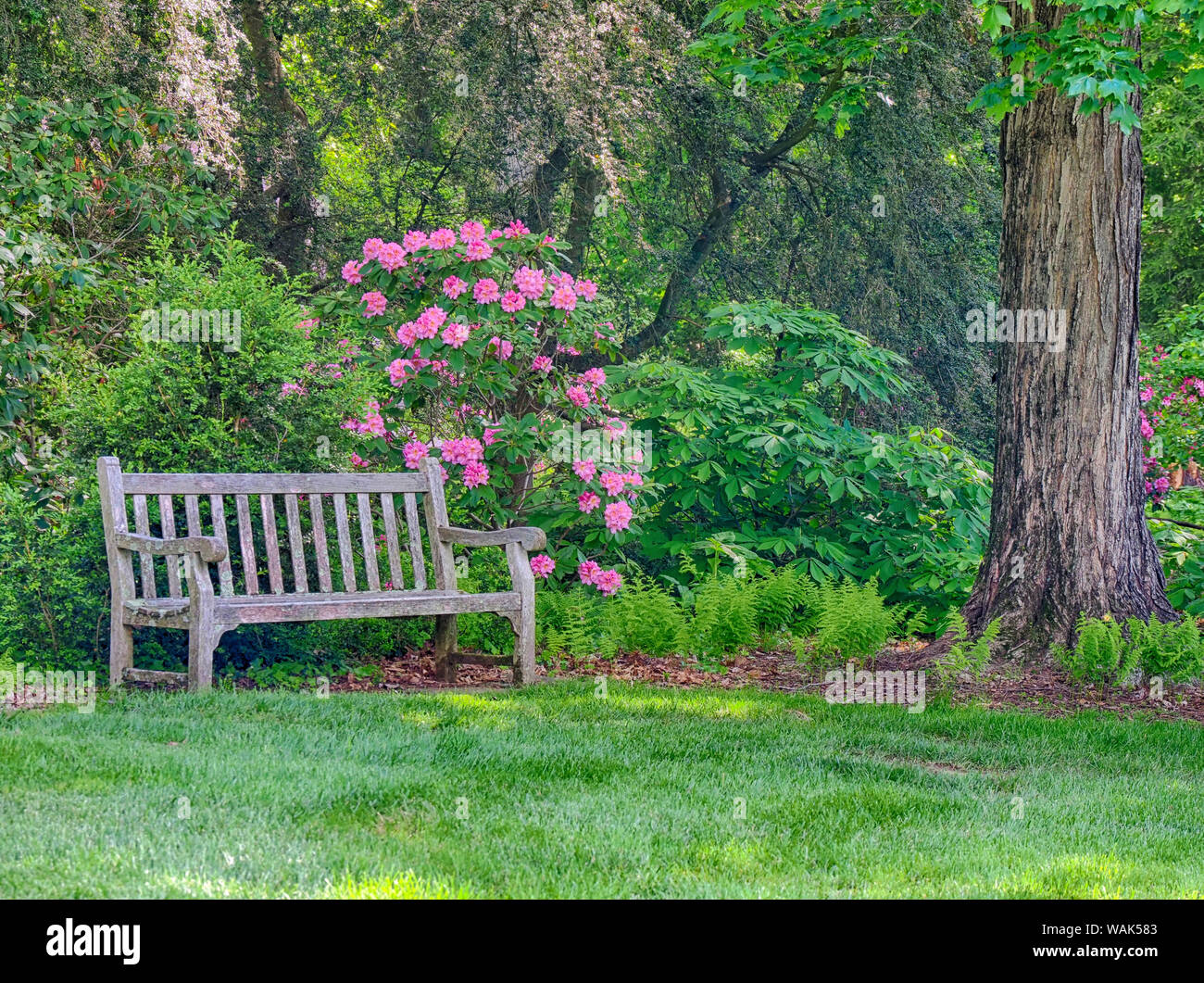 Hydrangea shrub and park bench Stock Photo - Alamy