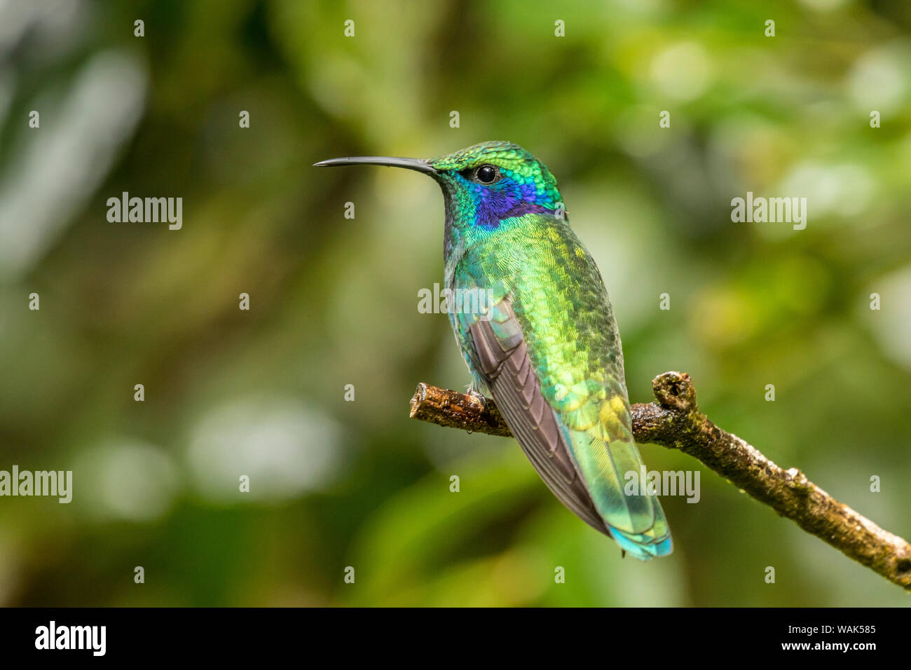Colibri verde hi-res stock photography and images - Alamy