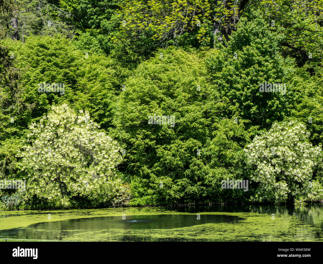 Small pond in a wooded area Stock Photo - Alamy