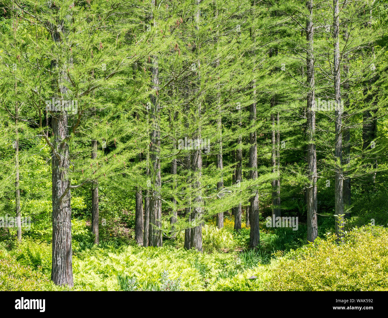 Trees in a wooded area Stock Photo - Alamy