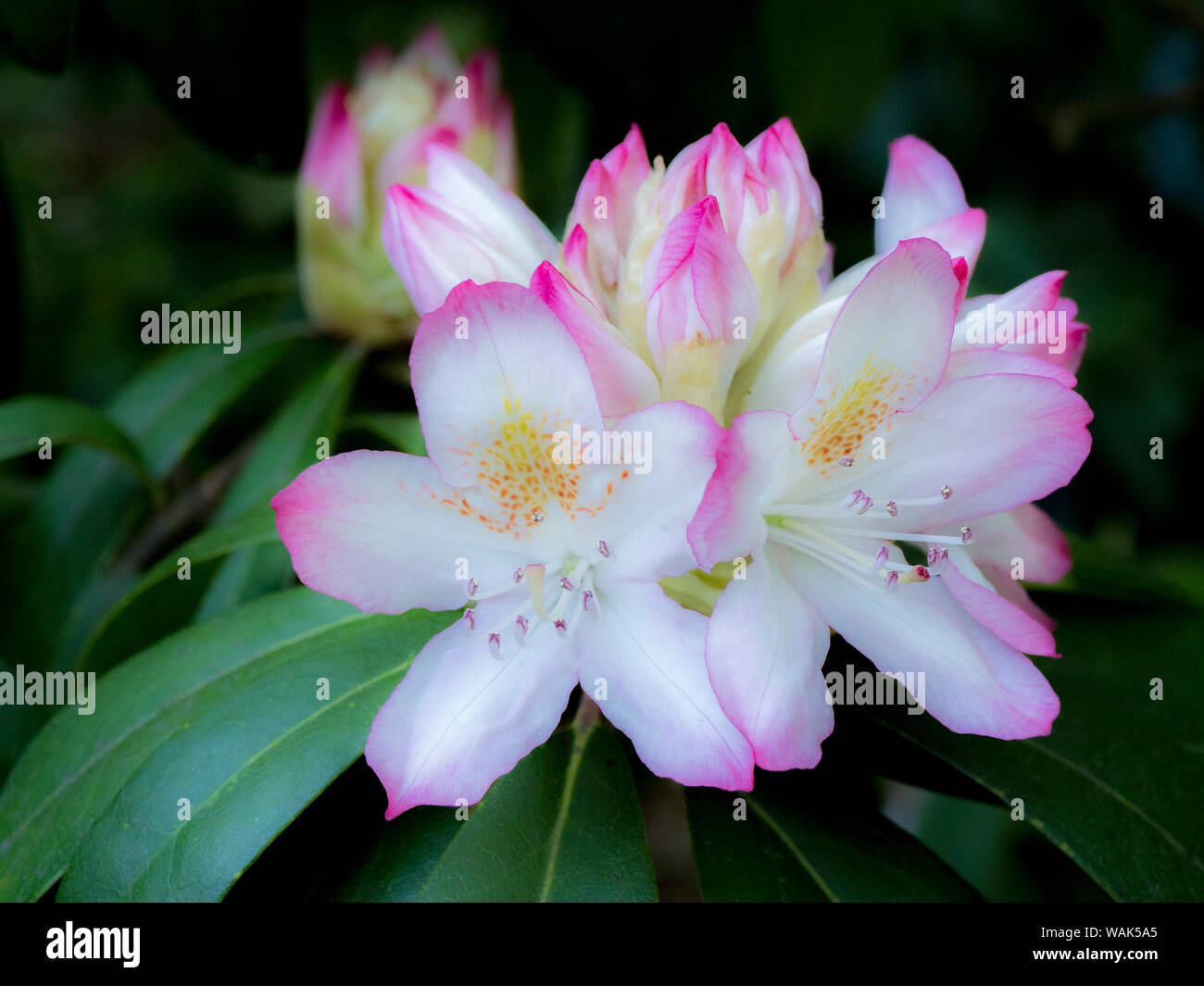 Soft focus of a variegated pink and white rhododendron in a garden ...
