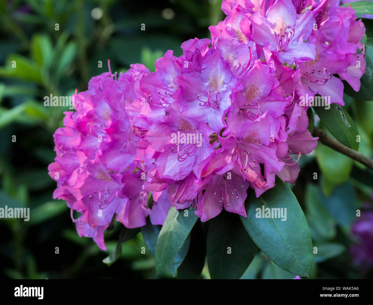 Large pink rhododendron blossoms in a garden Stock Photo - Alamy