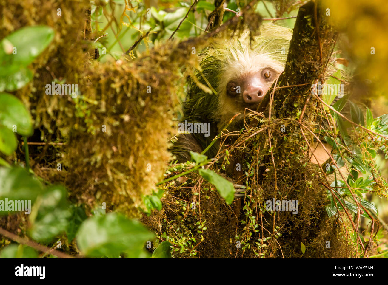 Pig like hi-res stock photography and images - Alamy