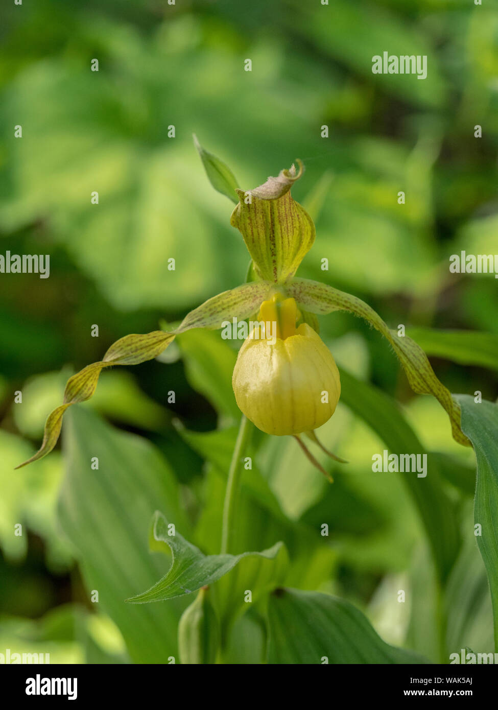 Cypripedium parviflorum, commonly known as yellow lady's slipper or ...