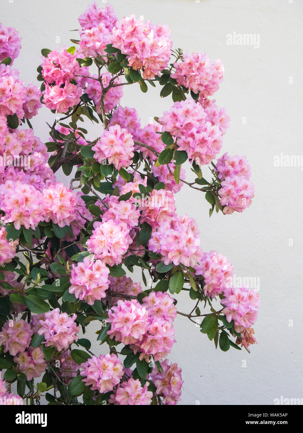 Large pink rhododendron bush blooming against a white wall Stock Photo ...