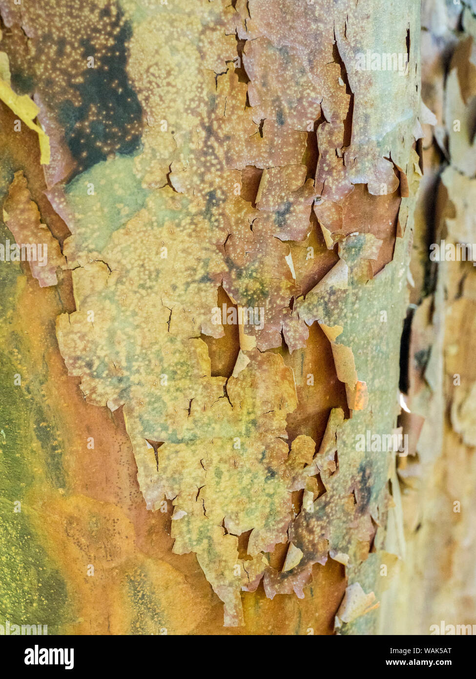 Colorful bark on a tree in a garden Stock Photo - Alamy