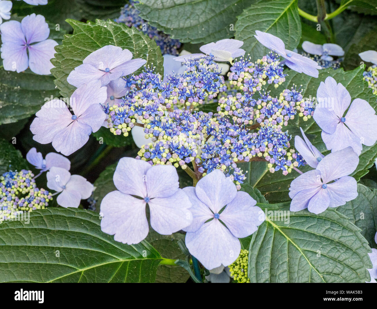 Close-up of a purple lacecap hydrangea Stock Photo - Alamy
