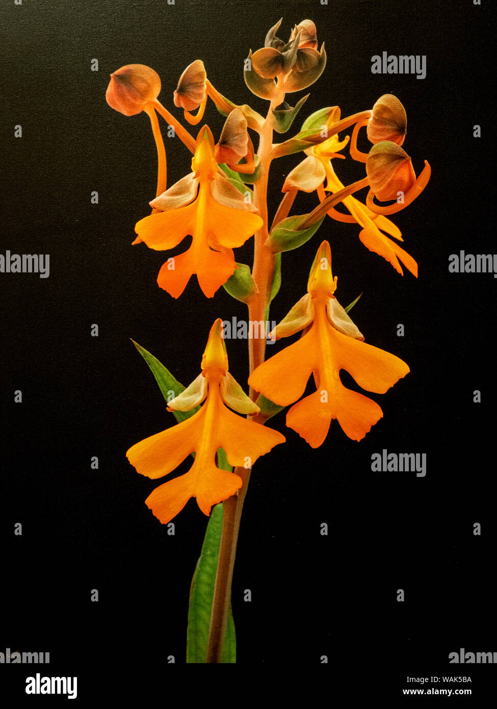 Variety of orange orchid Stock Photo - Alamy