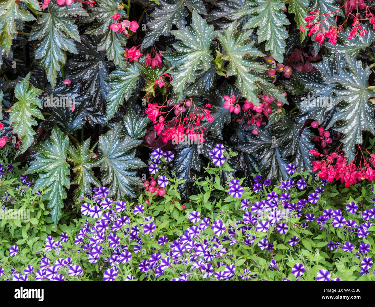 Indoor spring flowers hi-res stock photography and images - Alamy