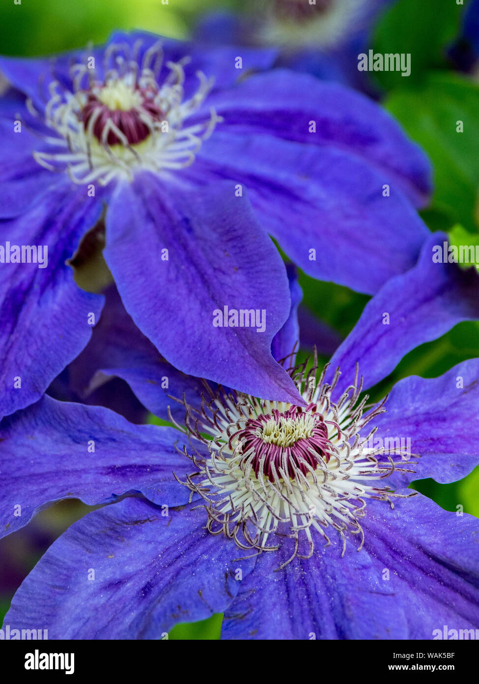 Blue clematis hi-res stock photography and images - Alamy