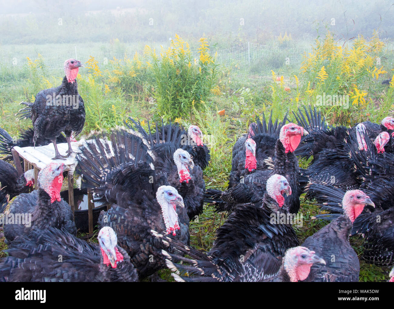 USA, Tennessee. Pastured turkeys in goldenrod and fog Stock Photo - Alamy