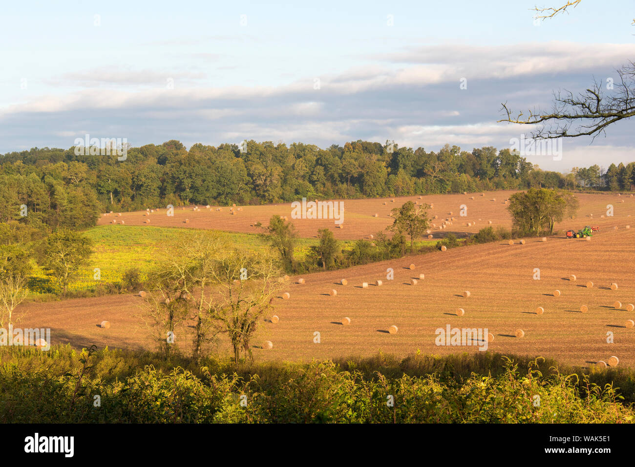 USA, Tennessee. Pastoral farm scene in morning light. Long shadows from ...